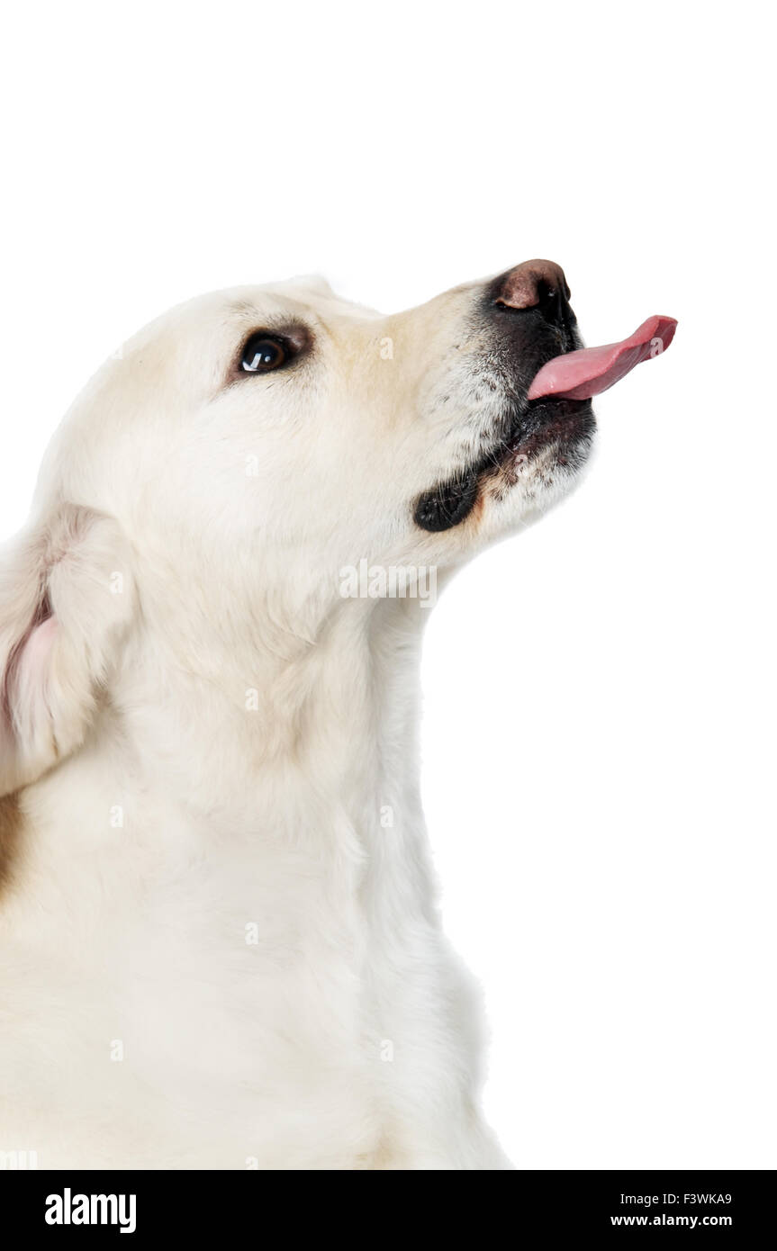 golden purebread retriever dog Stock Photo - Alamy