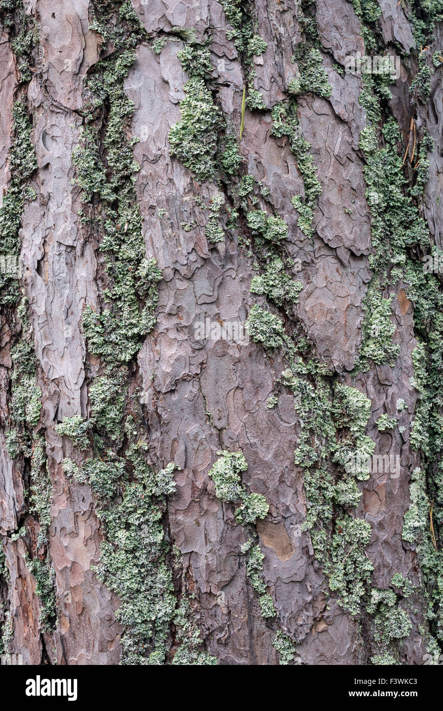 Stem bark hi-res stock photography and images - Alamy
