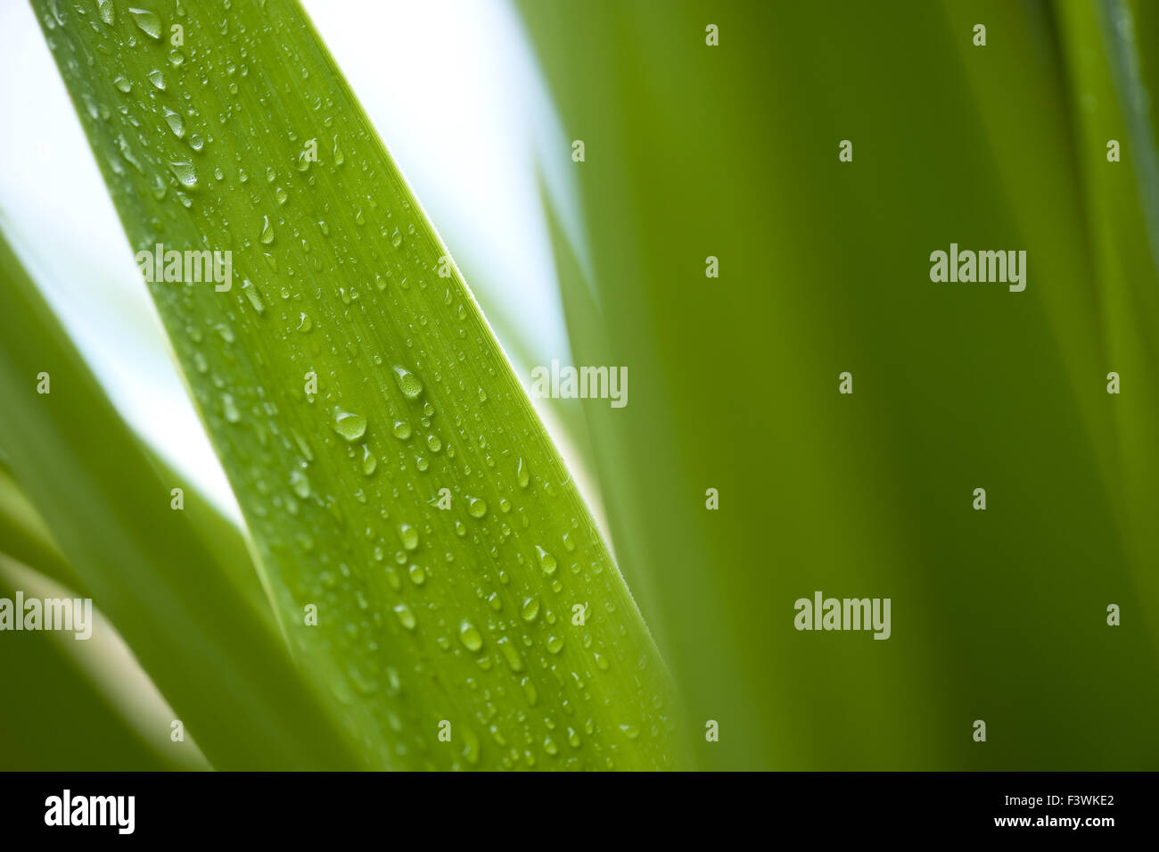 Drop of Dew Stock Photo - Alamy