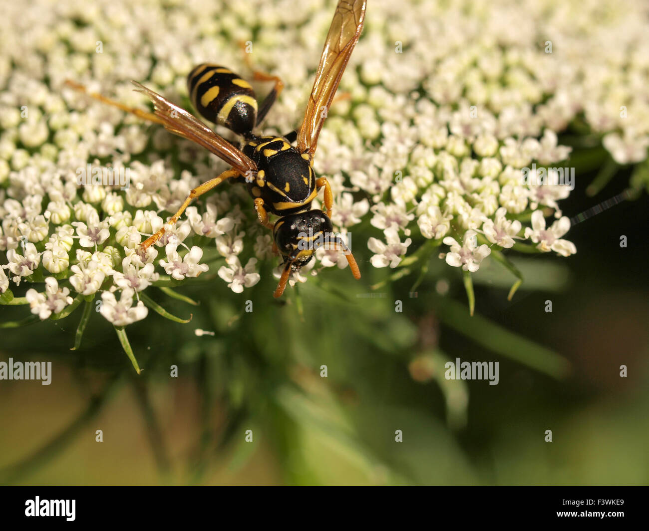 Ammi visnaga with wasp Stock Photo - Alamy