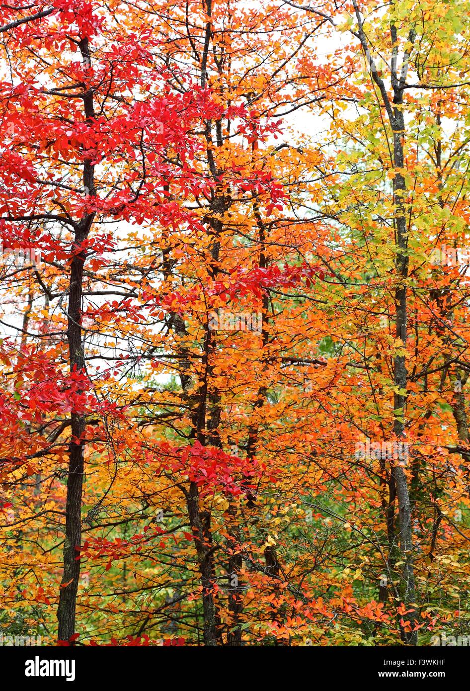 New england fall colors trees hi-res stock photography and images - Alamy