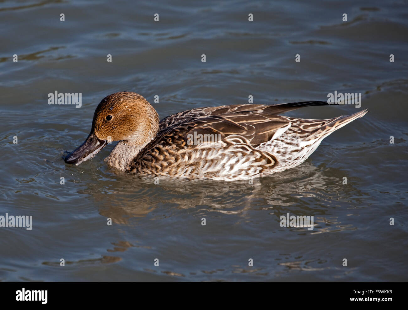 Northern Pintail (anas acuta) female Stock Photo - Alamy