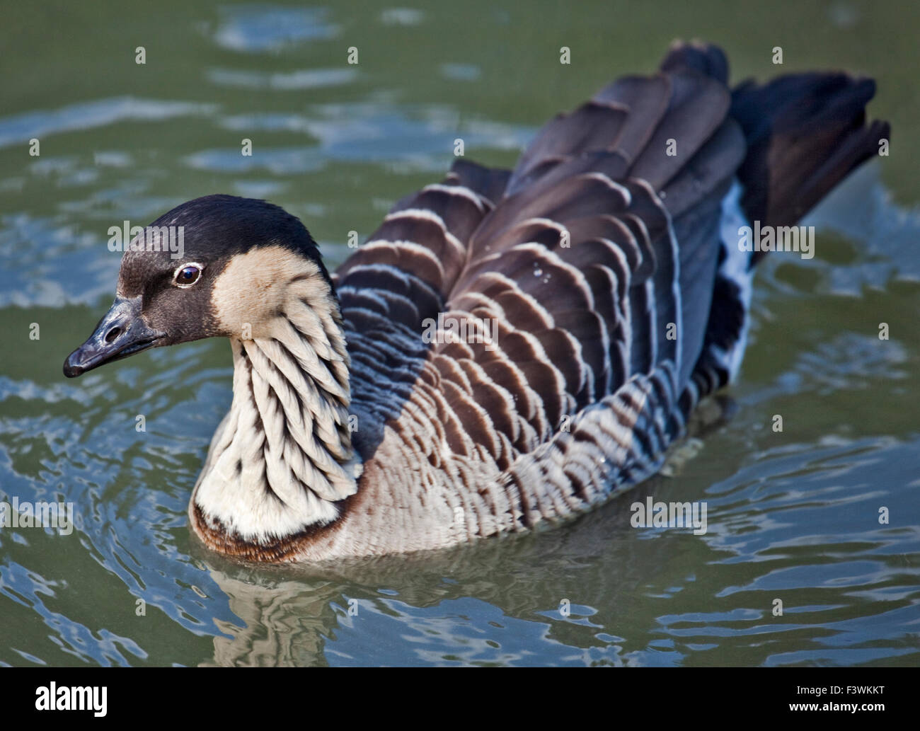 Nene goose hi-res stock photography and images - Alamy