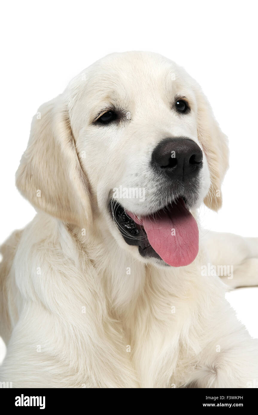 golden purebread retriever dog Stock Photo - Alamy