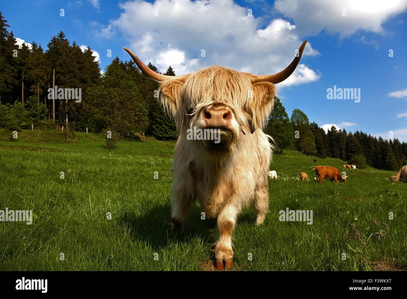 Lange haare kuh hi-res stock photography and images - Alamy