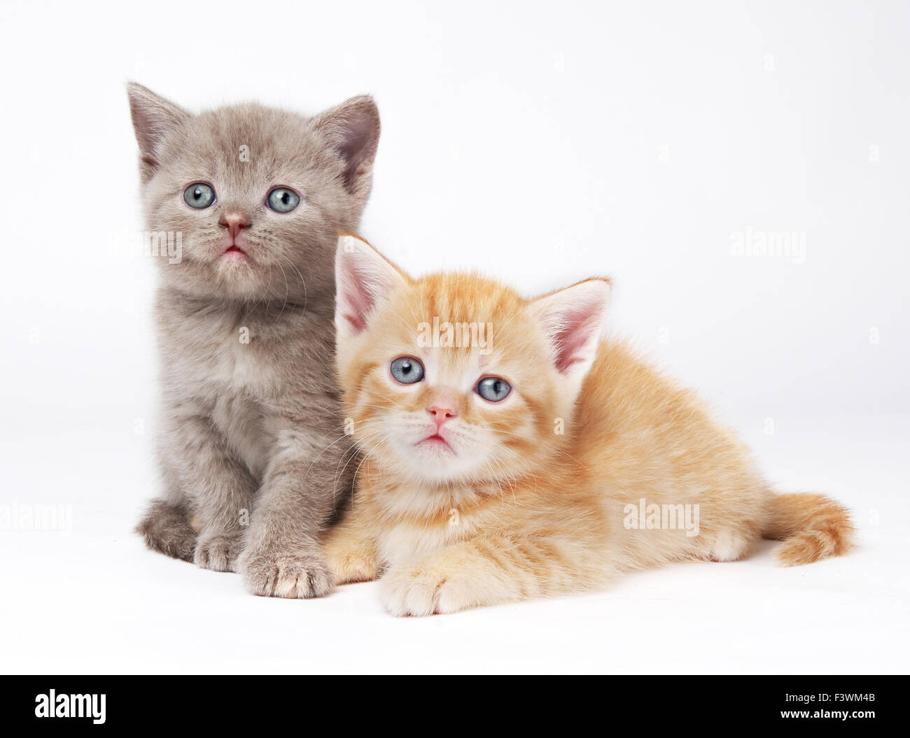 little british shorthair kittens cat Stock Photo - Alamy