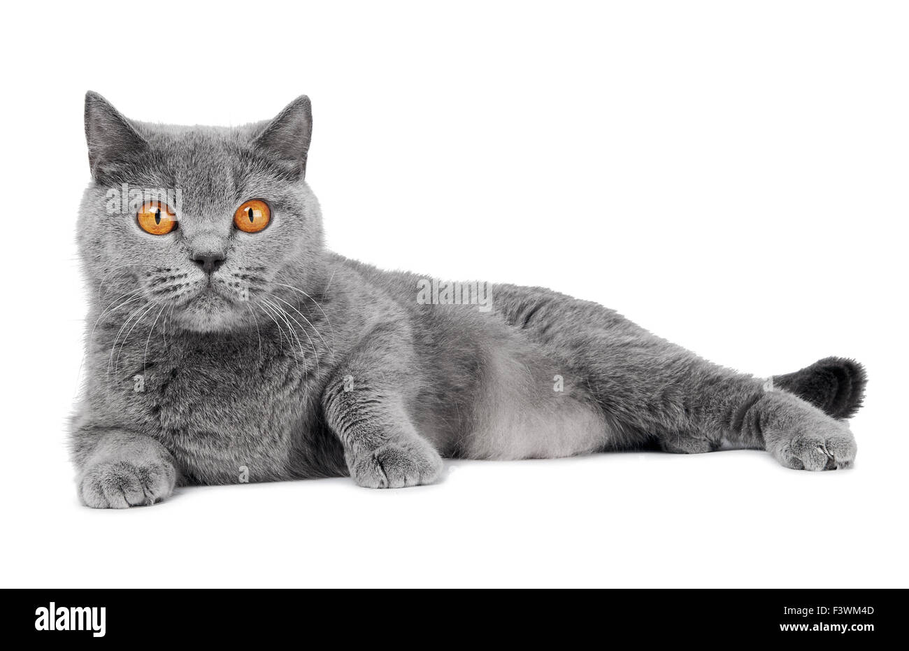 British Shorthair Felis Stock Photos & British Shorthair Felis Stock ...