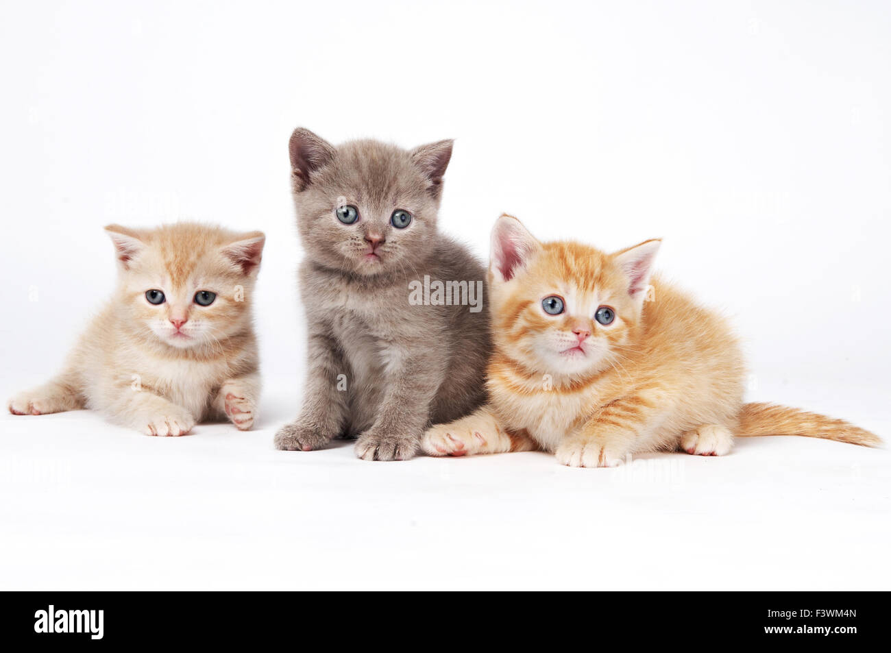 Three Little Kittens High Resolution Stock Photography and Images - Alamy