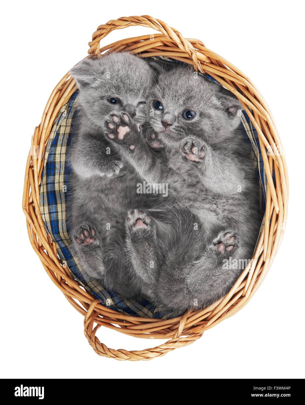 British cat lying in Cut Out Stock Images & Pictures - Alamy