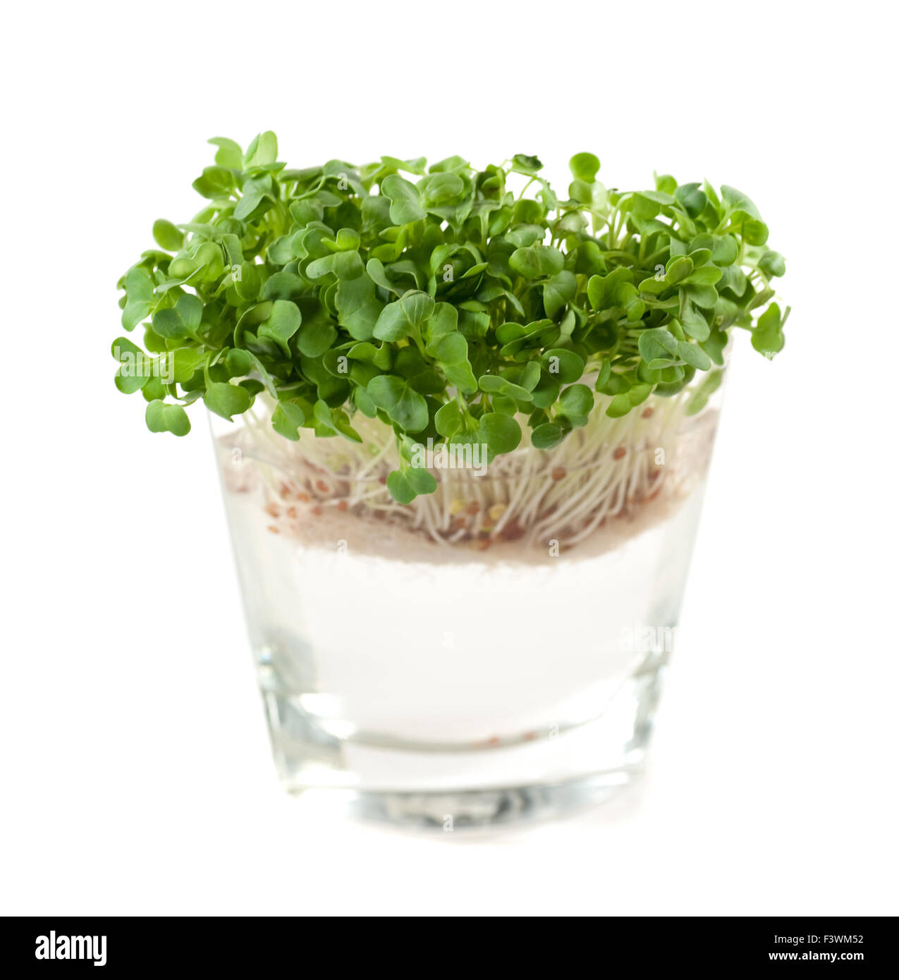 newly sprouted radish seeds Stock Photo - Alamy