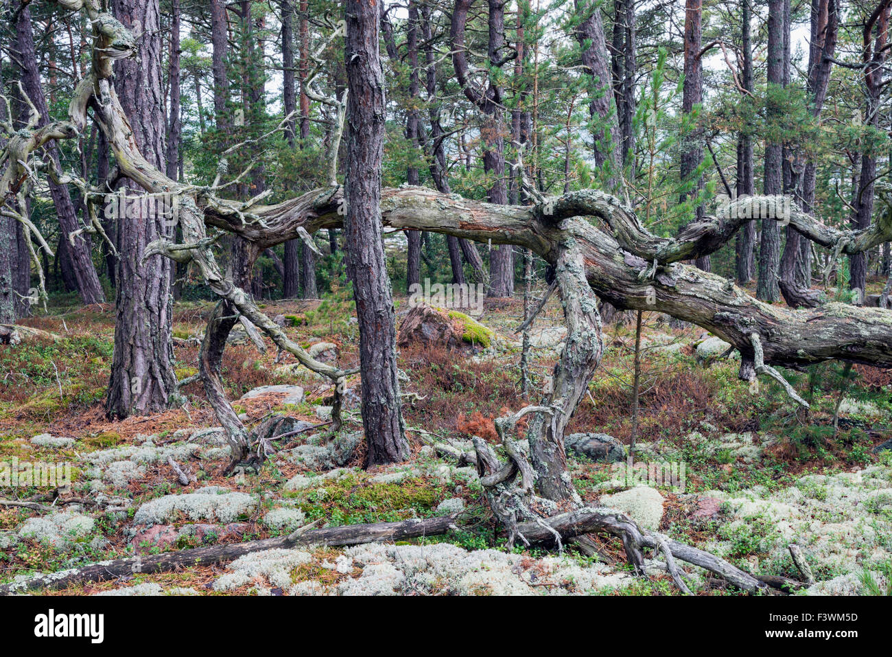 Knotty pine tree hi-res stock photography and images - Alamy