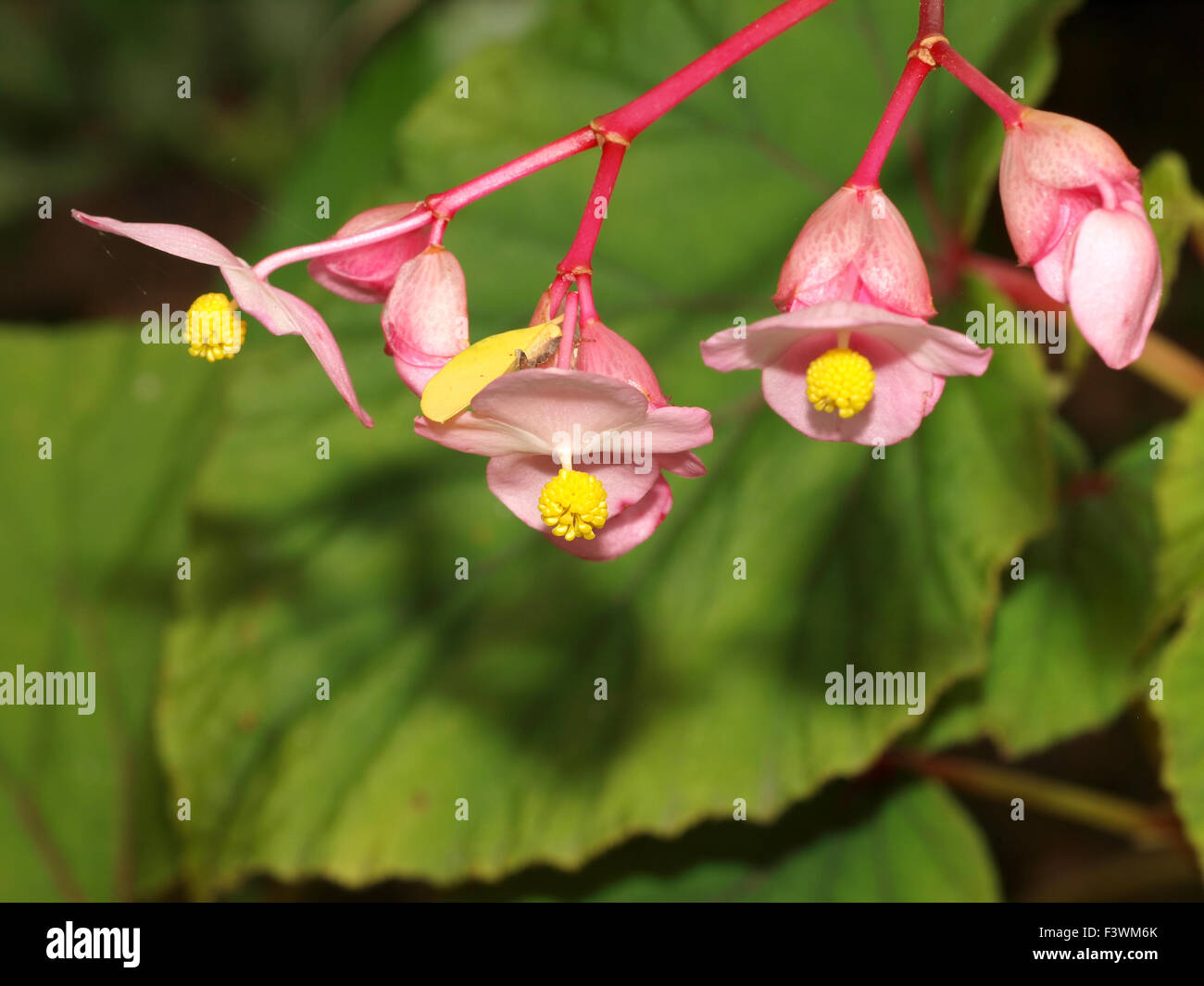 Begonia border hi-res stock photography and images - Alamy