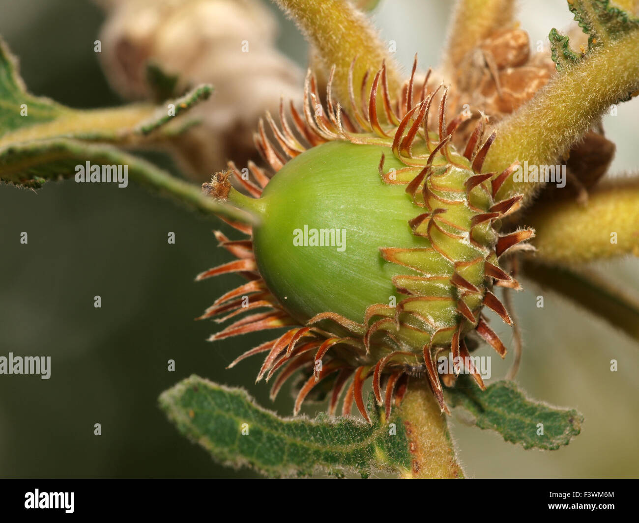 Dentata High Resolution Stock Photography and Images - Alamy