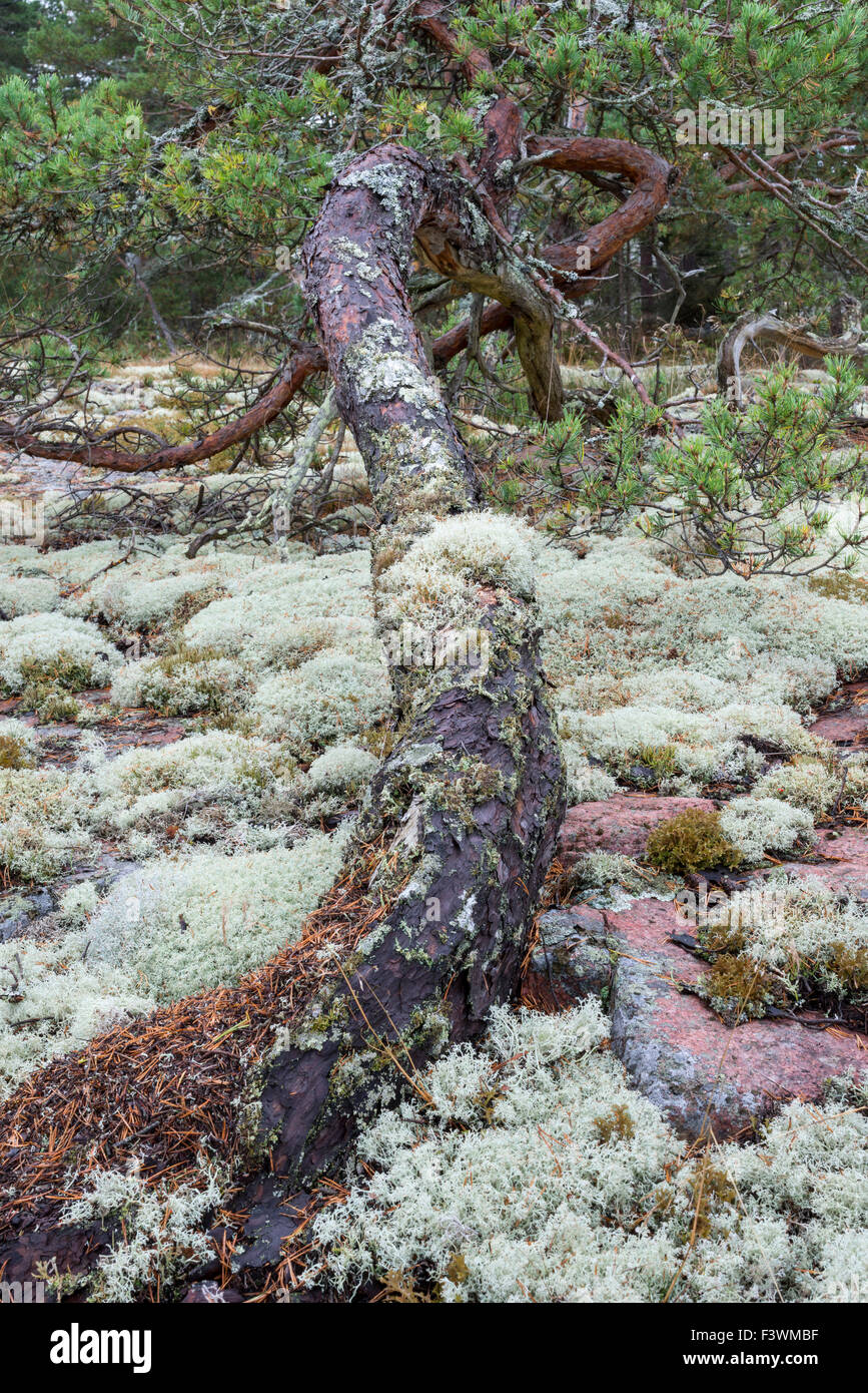 Knotty pine tree hi-res stock photography and images - Alamy