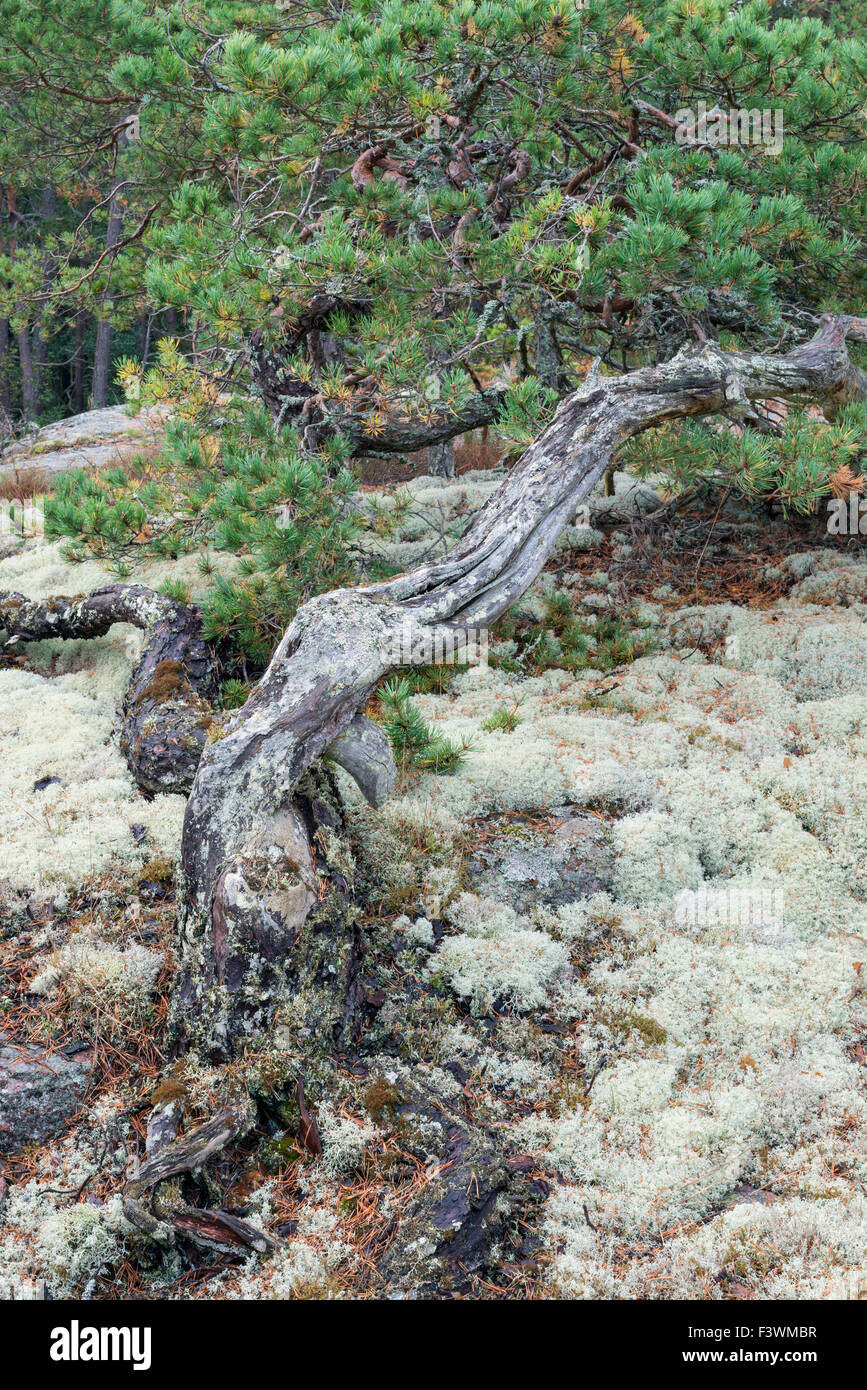 Knotty tree hi-res stock photography and images - Alamy