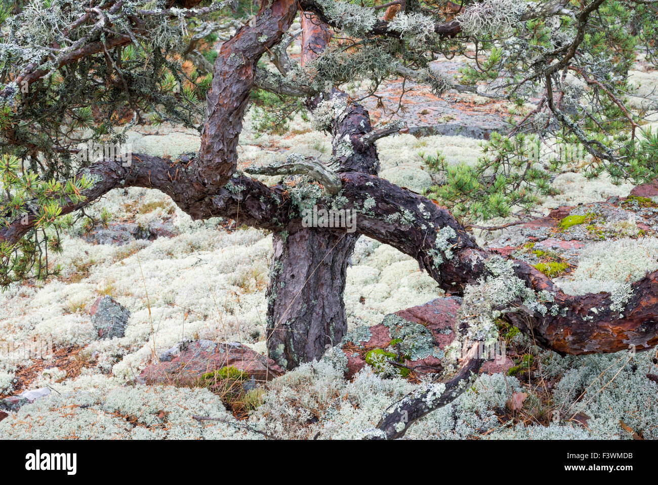 Knotty pine hi-res stock photography and images - Alamy