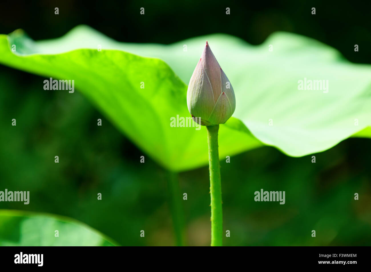 Sacred lotus bud hi-res stock photography and images - Alamy
