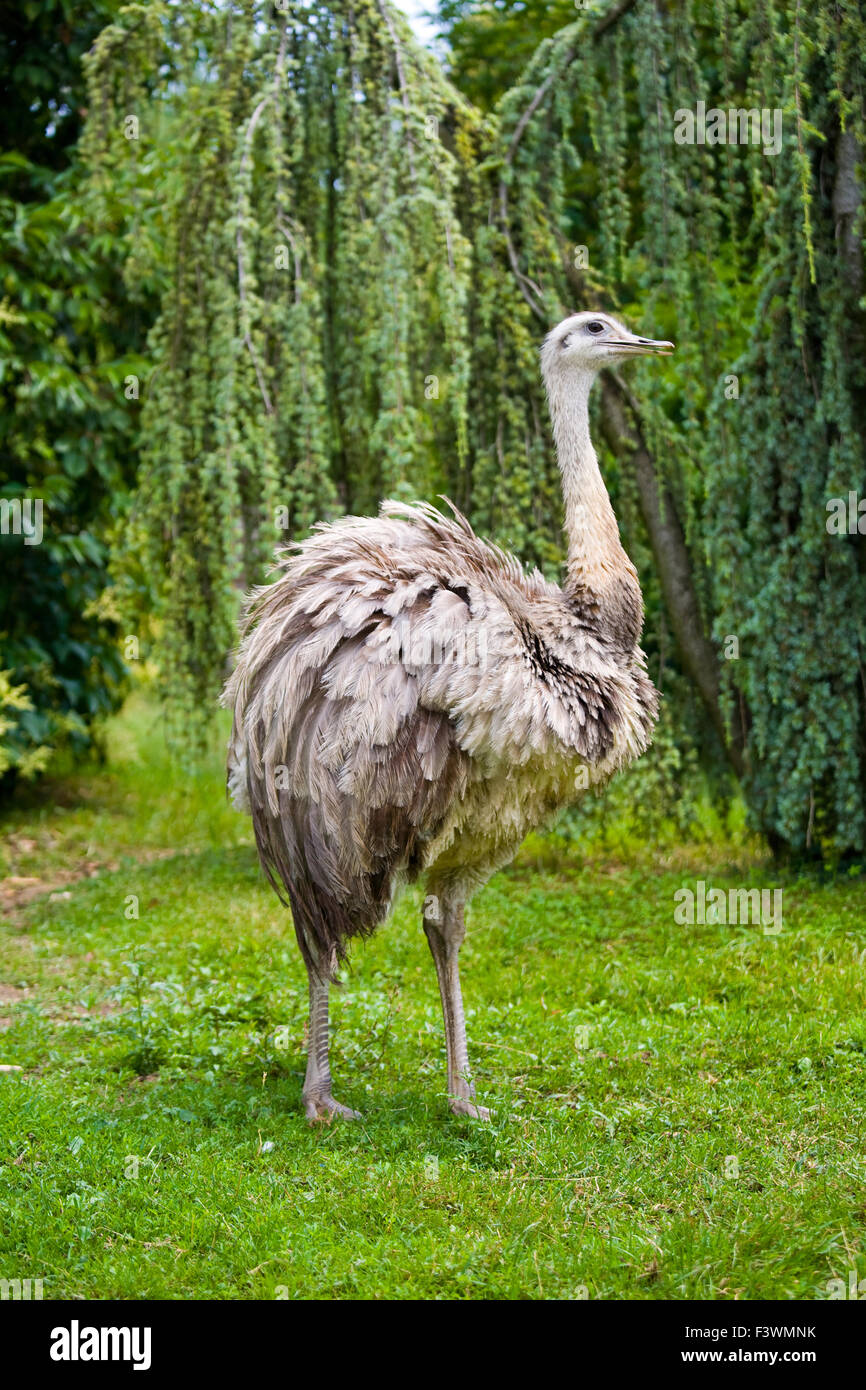 Ostrich legs hi-res stock photography and images - Alamy