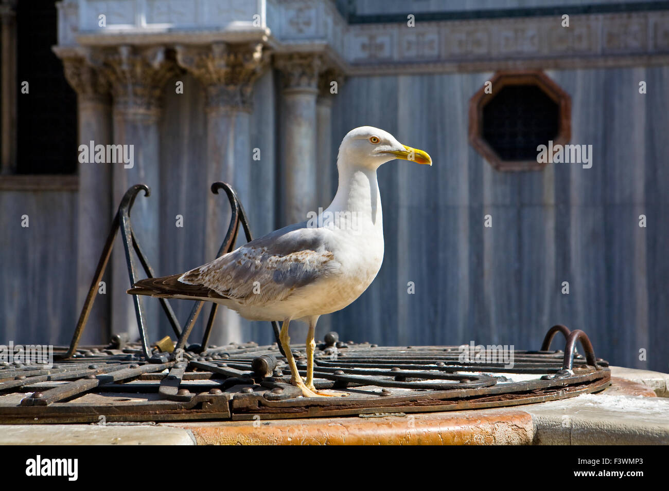 Big seagull hi-res stock photography and images - Alamy