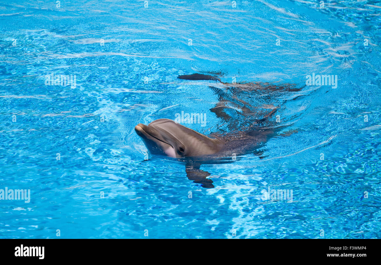 Dolphin tank hi-res stock photography and images - Alamy