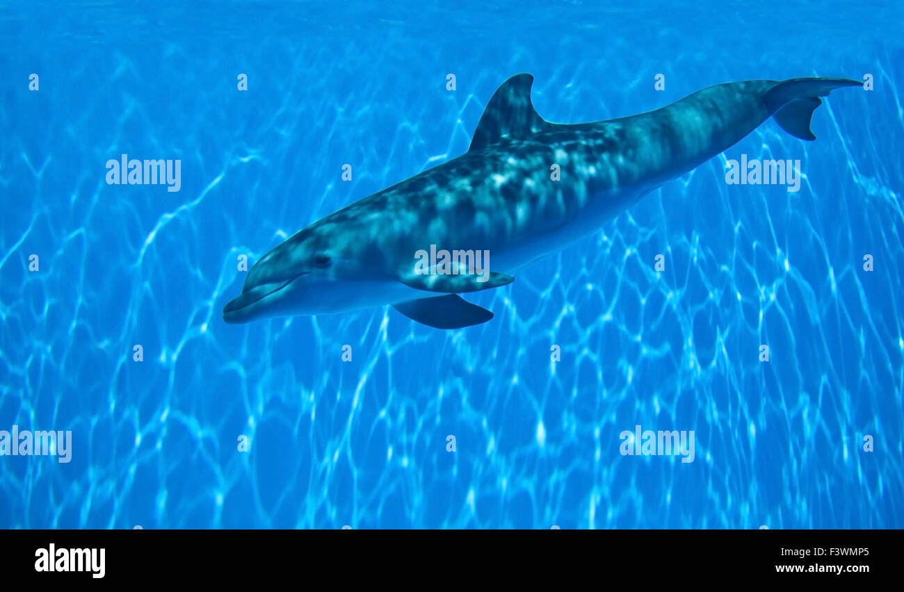 Dolphin smile hi-res stock photography and images - Alamy