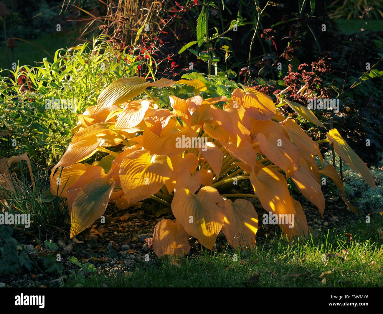 Hosta halcyon hi-res stock photography and images - Alamy