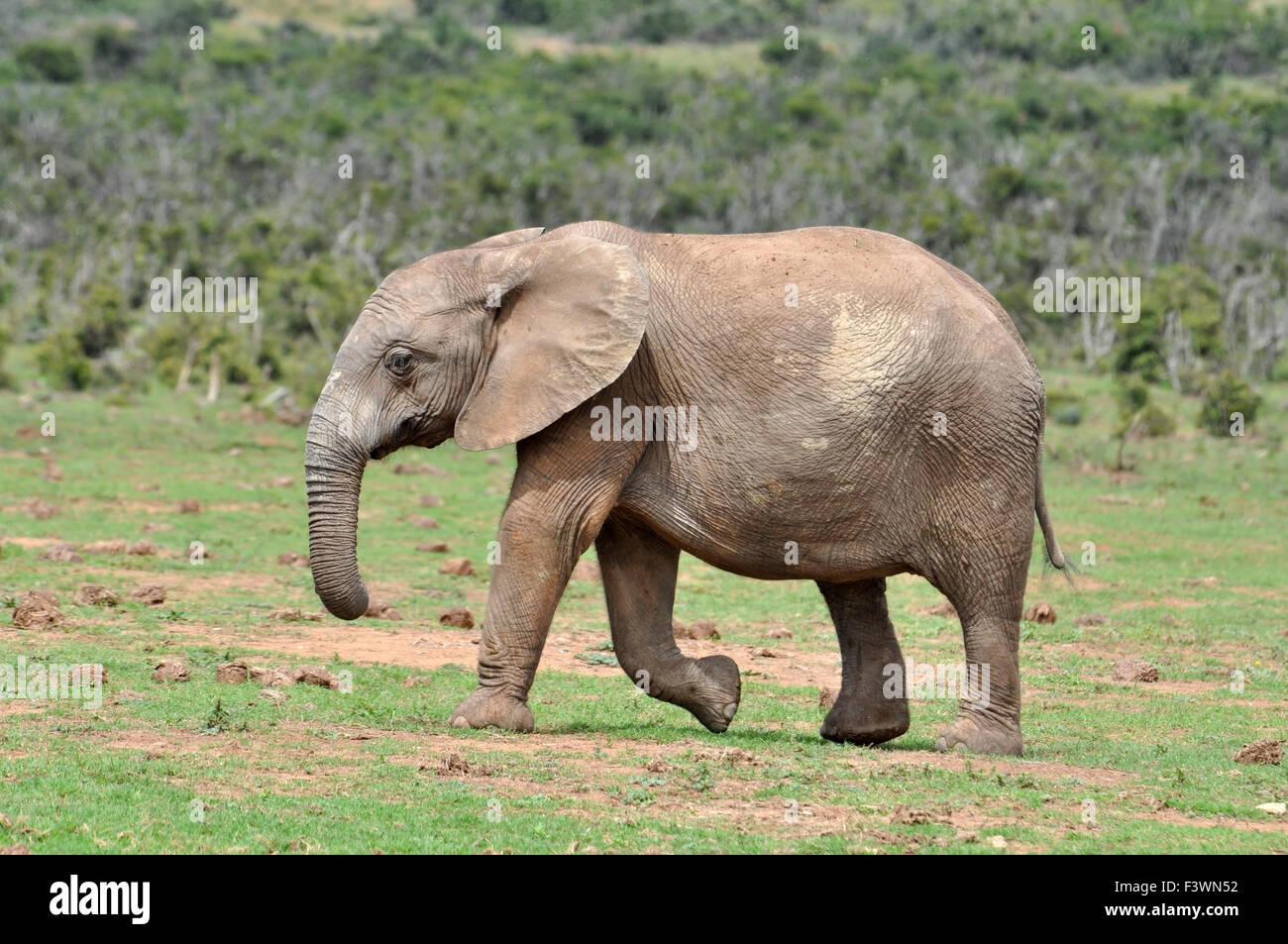 Elefant baby hi-res stock photography and images - Alamy
