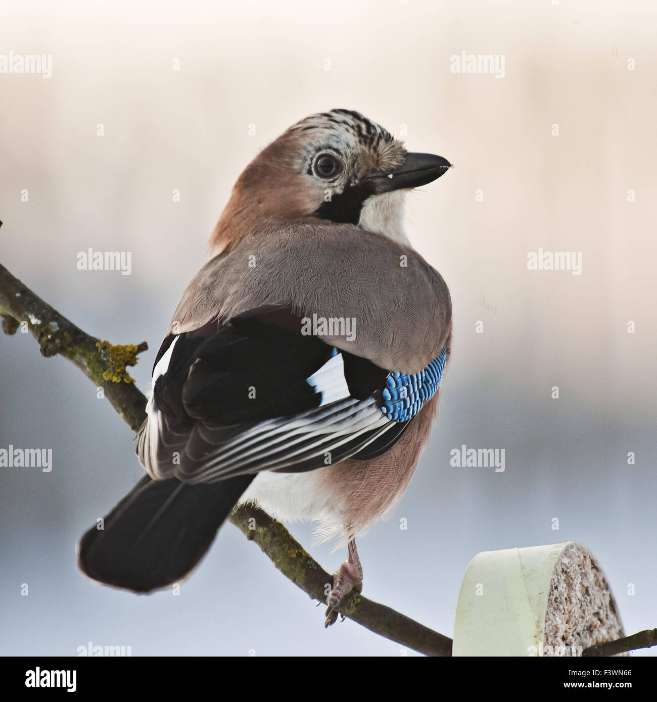 Jaybirds hi-res stock photography and images - Alamy