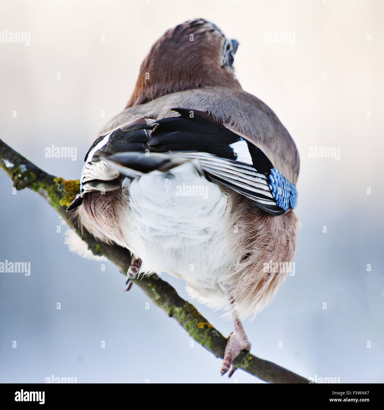 Jaybirds hi-res stock photography and images - Alamy