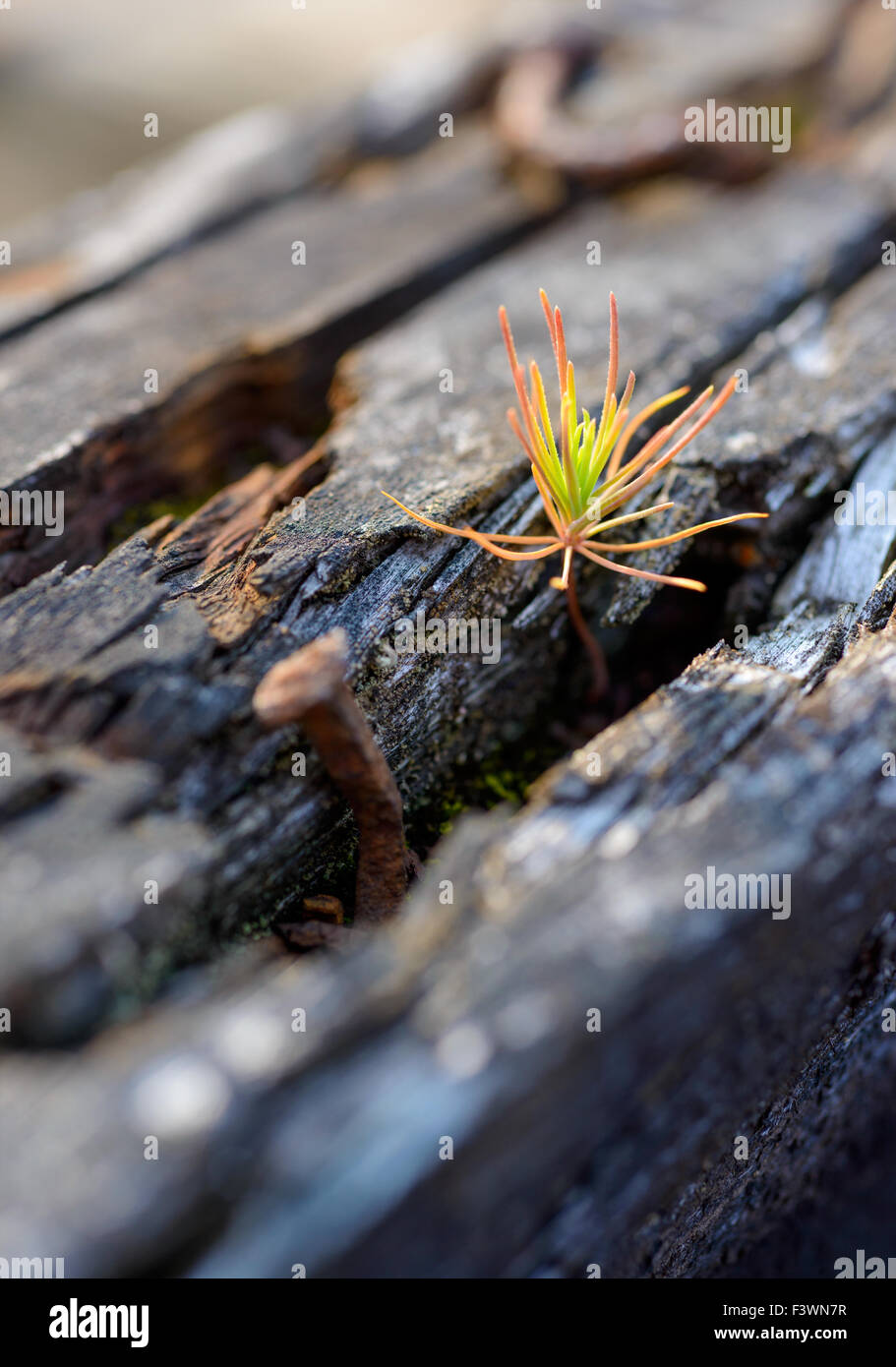 Sprout tree hi-res stock photography and images - Alamy