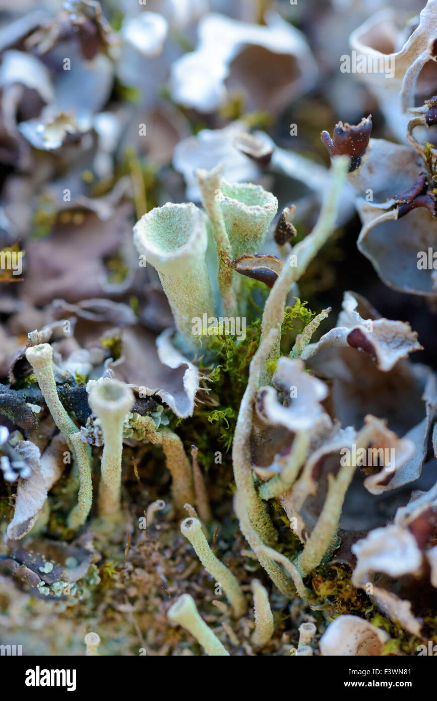 Backgrounds and textures: lichens, macro shot, natural abstract ...