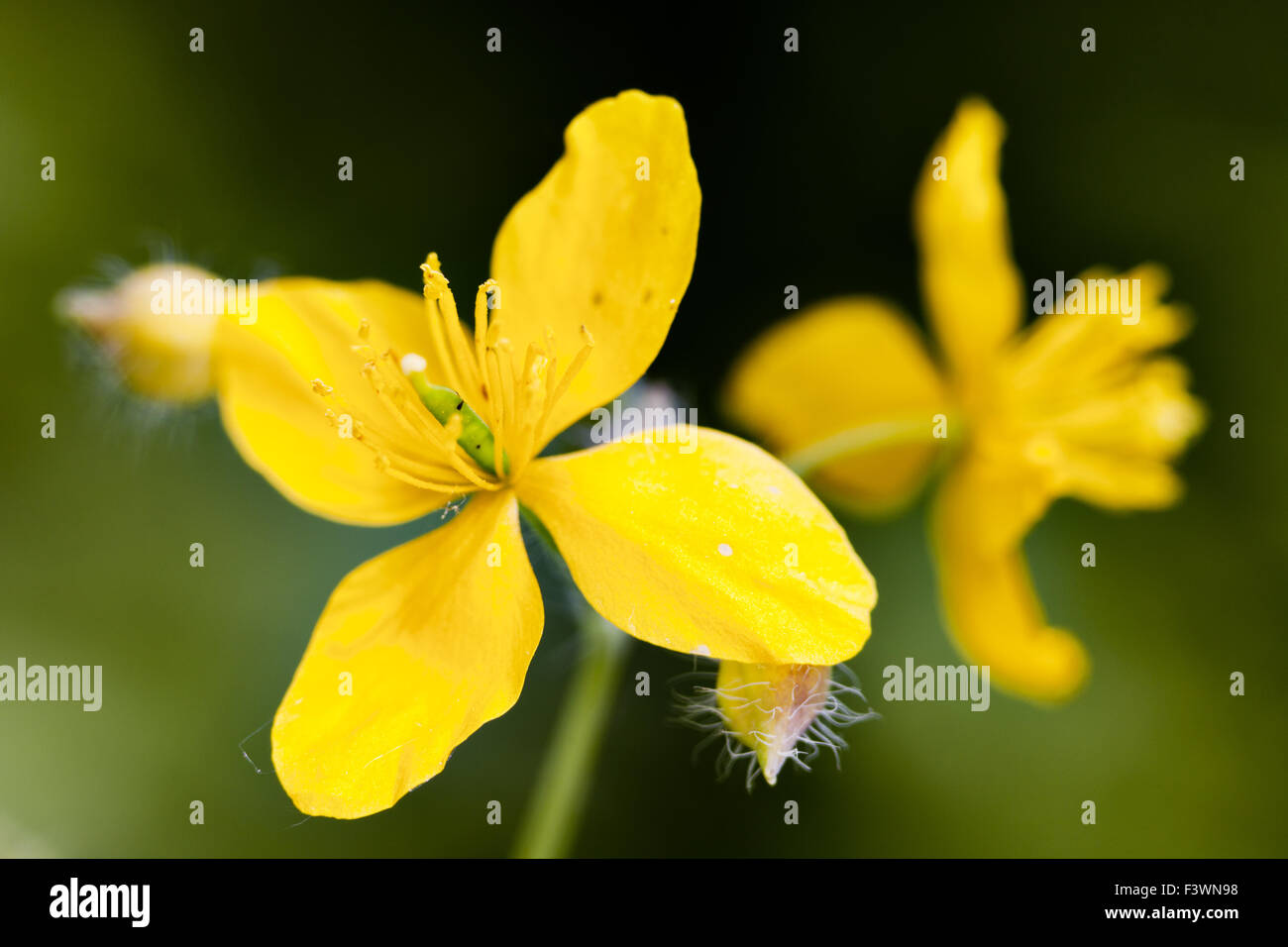 Greater celandine blooming hi-res stock photography and images - Alamy