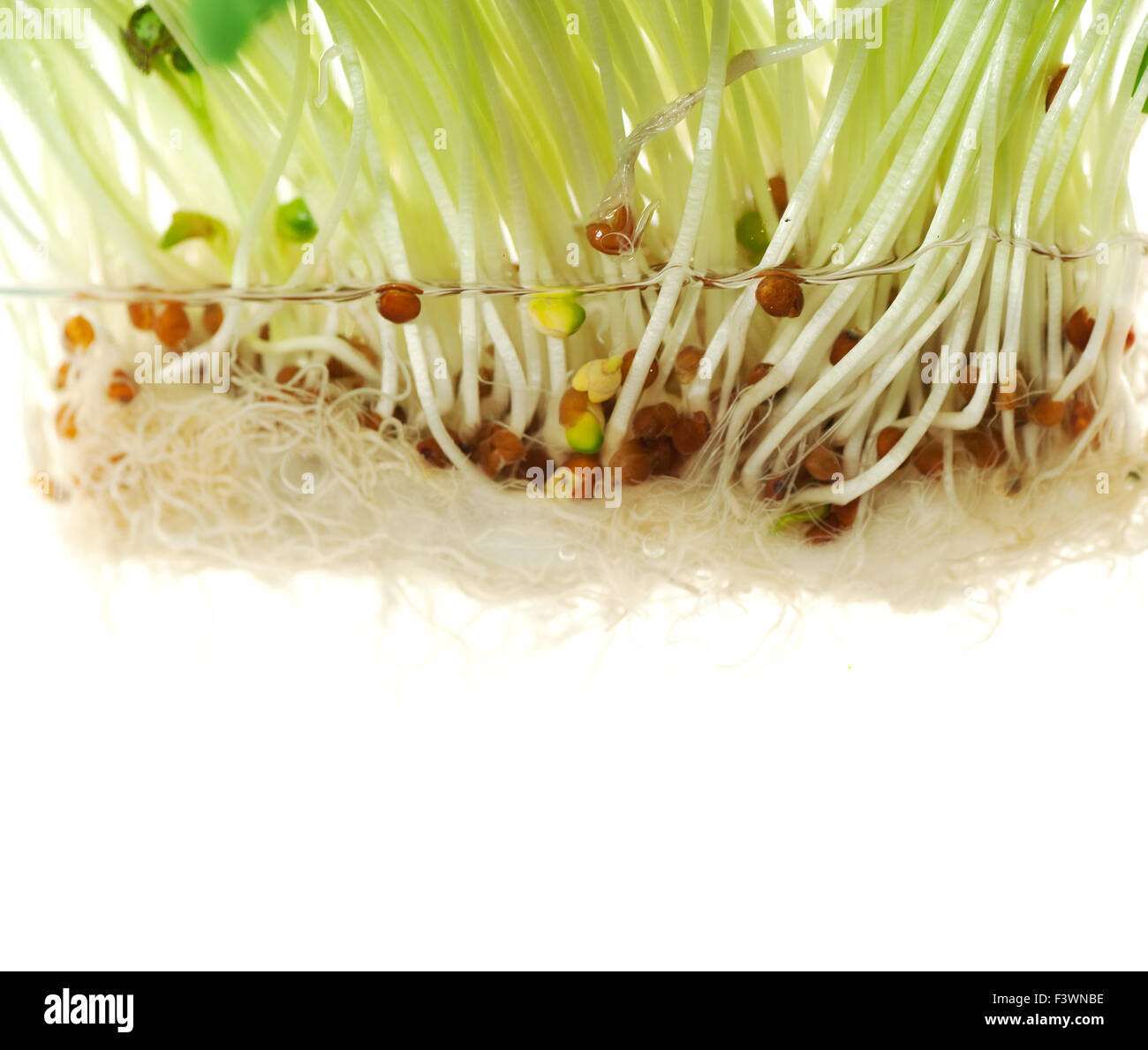 radish sprouts in water Stock Photo - Alamy