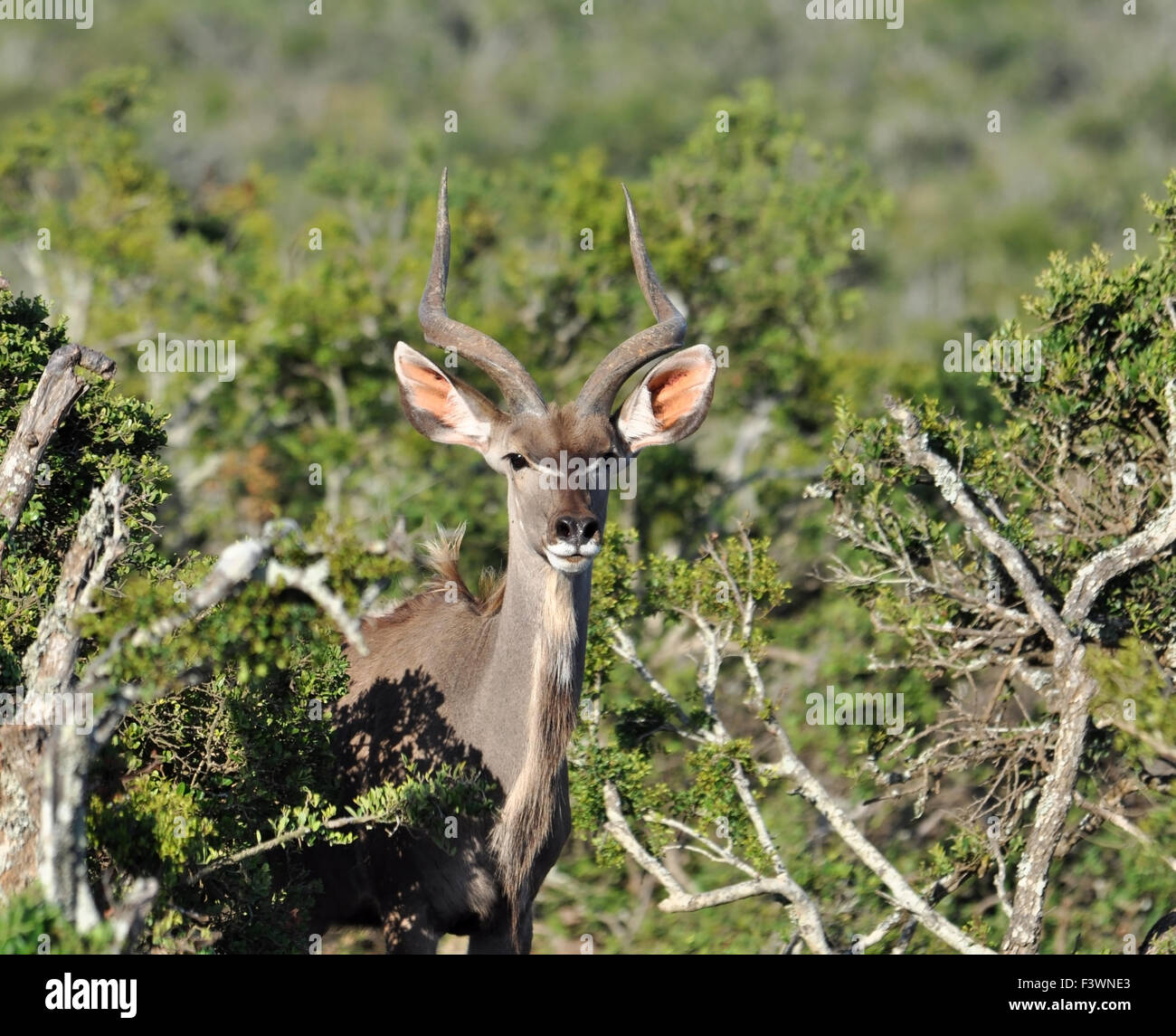 Koudou antelope hi-res stock photography and images - Alamy
