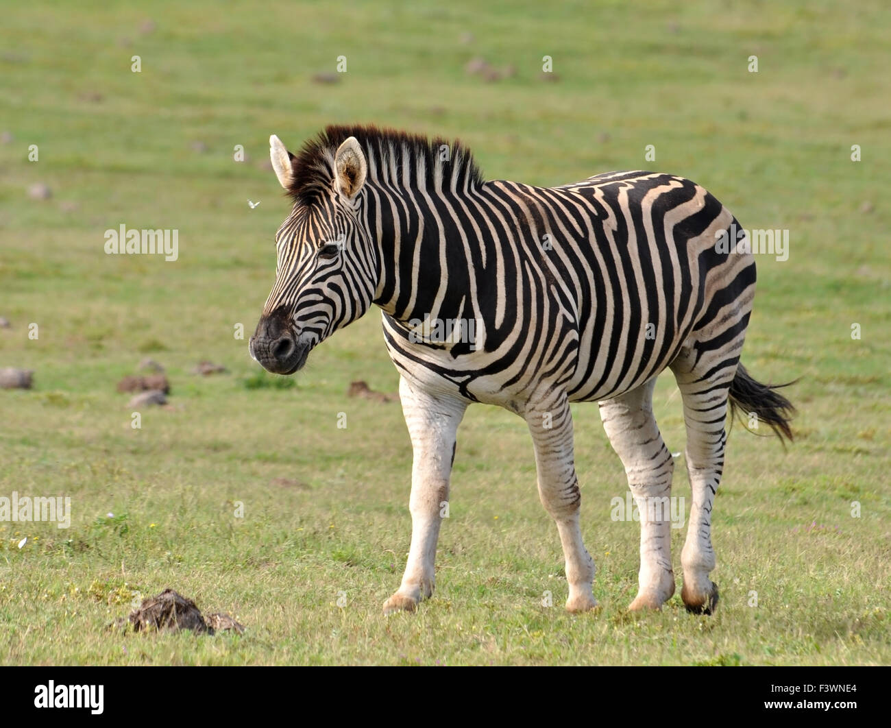 Burchell's Zebra in Africa Stock Photo - Alamy