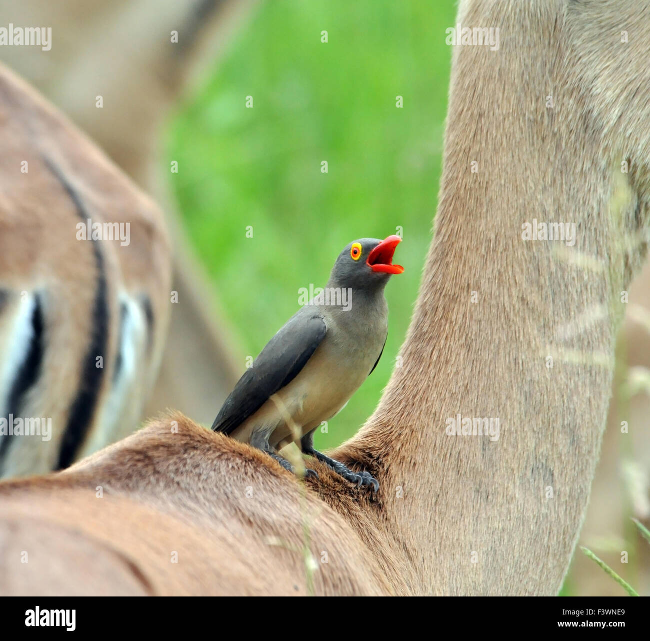 Oxpecker bird hi-res stock photography and images - Alamy