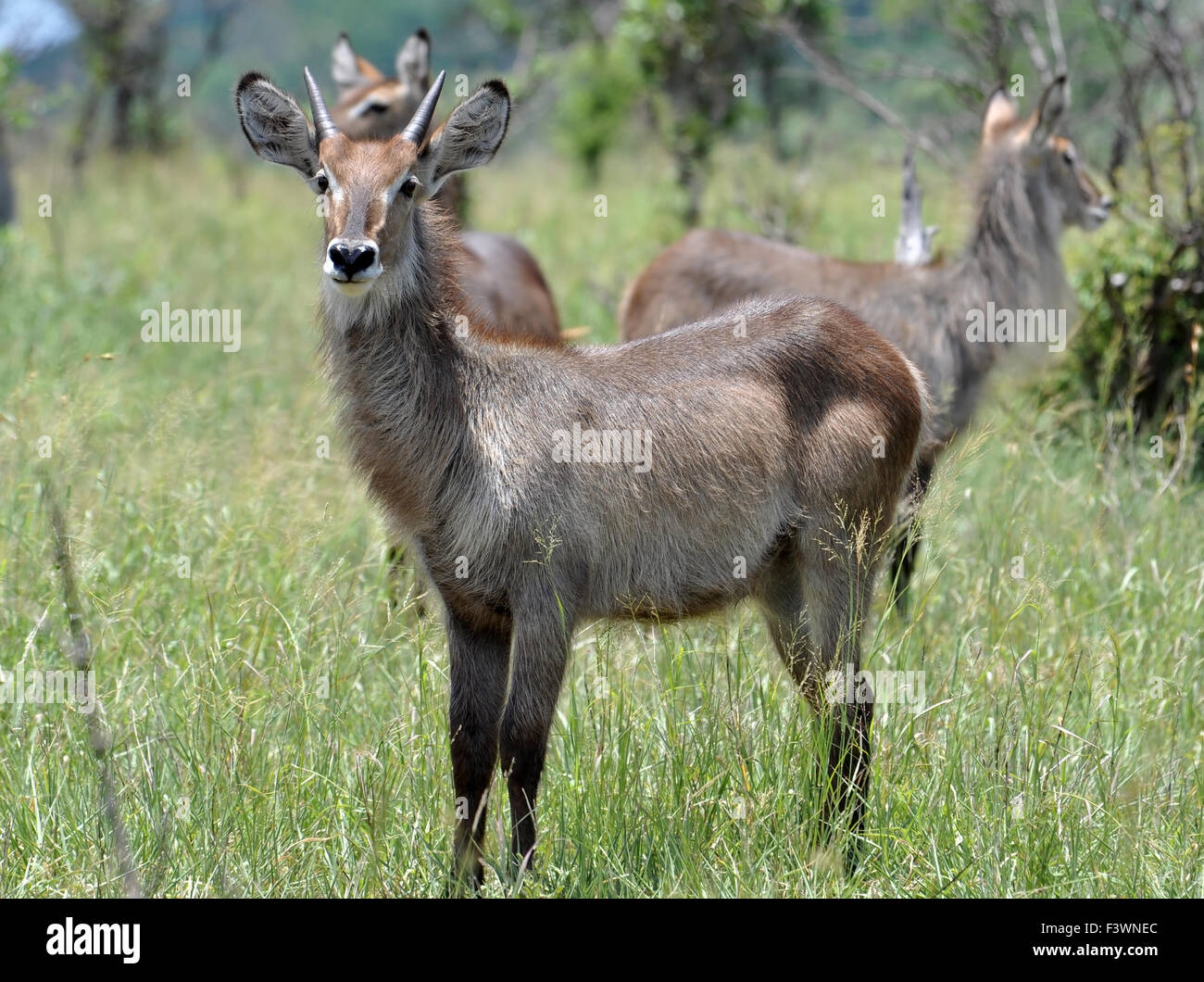 Waterbuck (Kobus ellipsiprymnus Stock Photo - Alamy