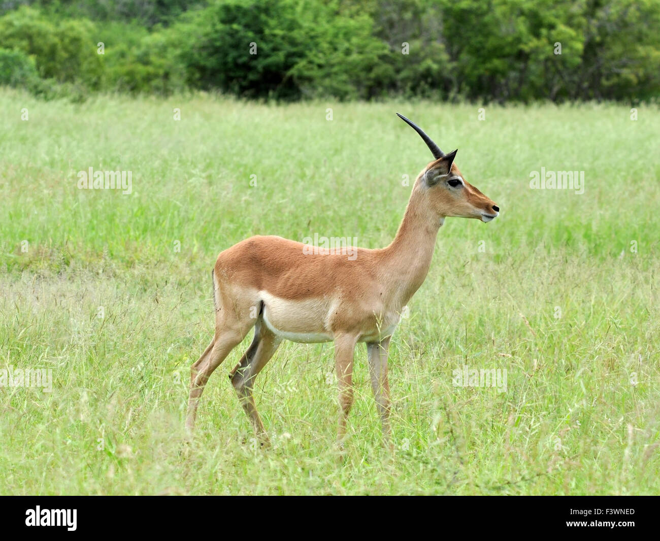 Africa Wildlife: Impala Stock Photo - Alamy