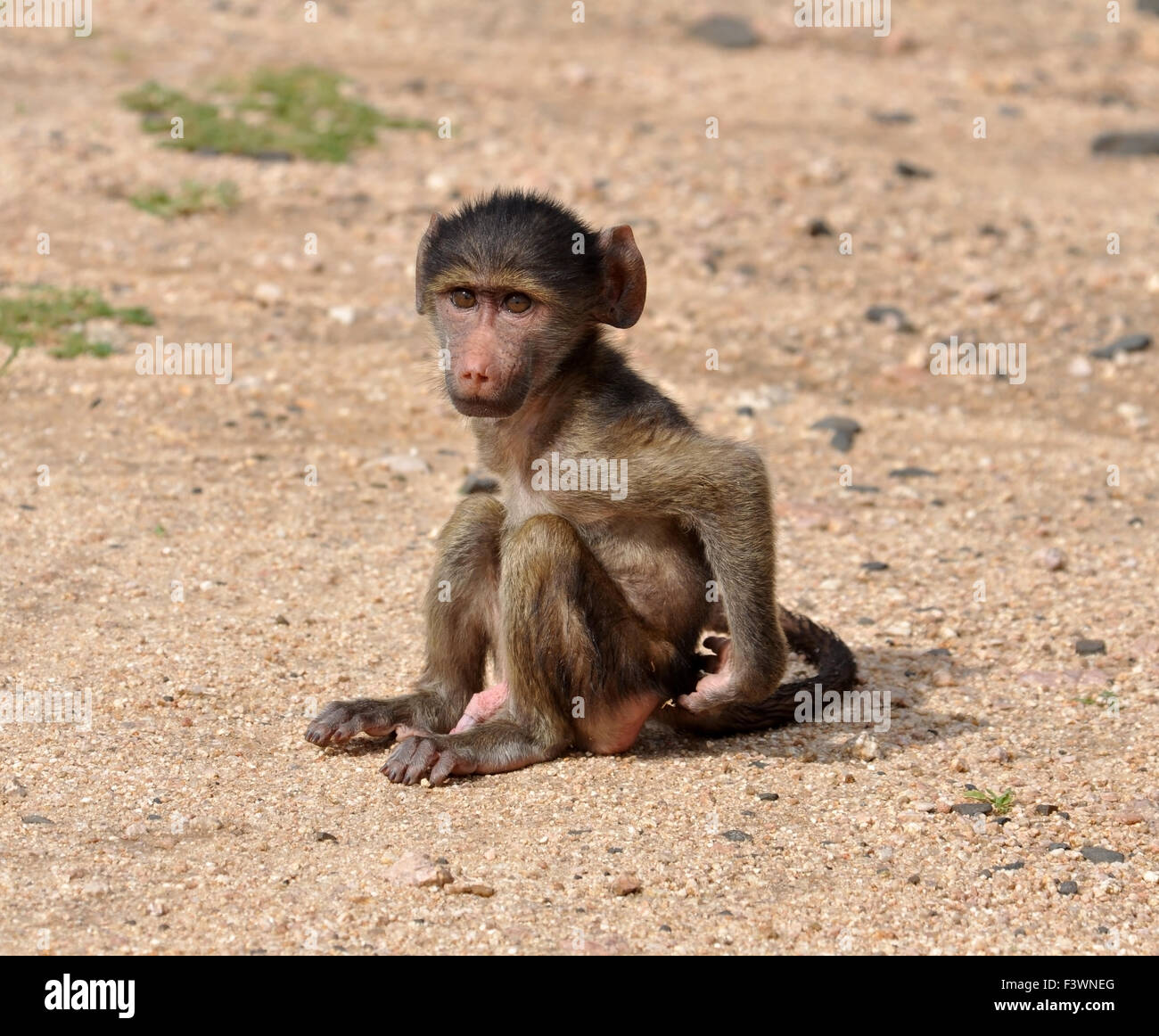 Baboon chacma baboon baby cute hi-res stock photography and images - Alamy