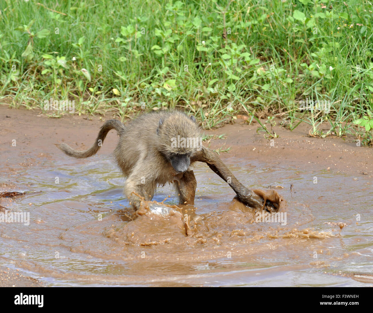 Baboon baby playing Stock Photo - Alamy