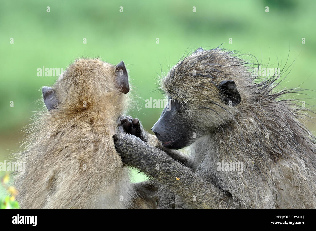 Primates grooming hi-res stock photography and images - Alamy