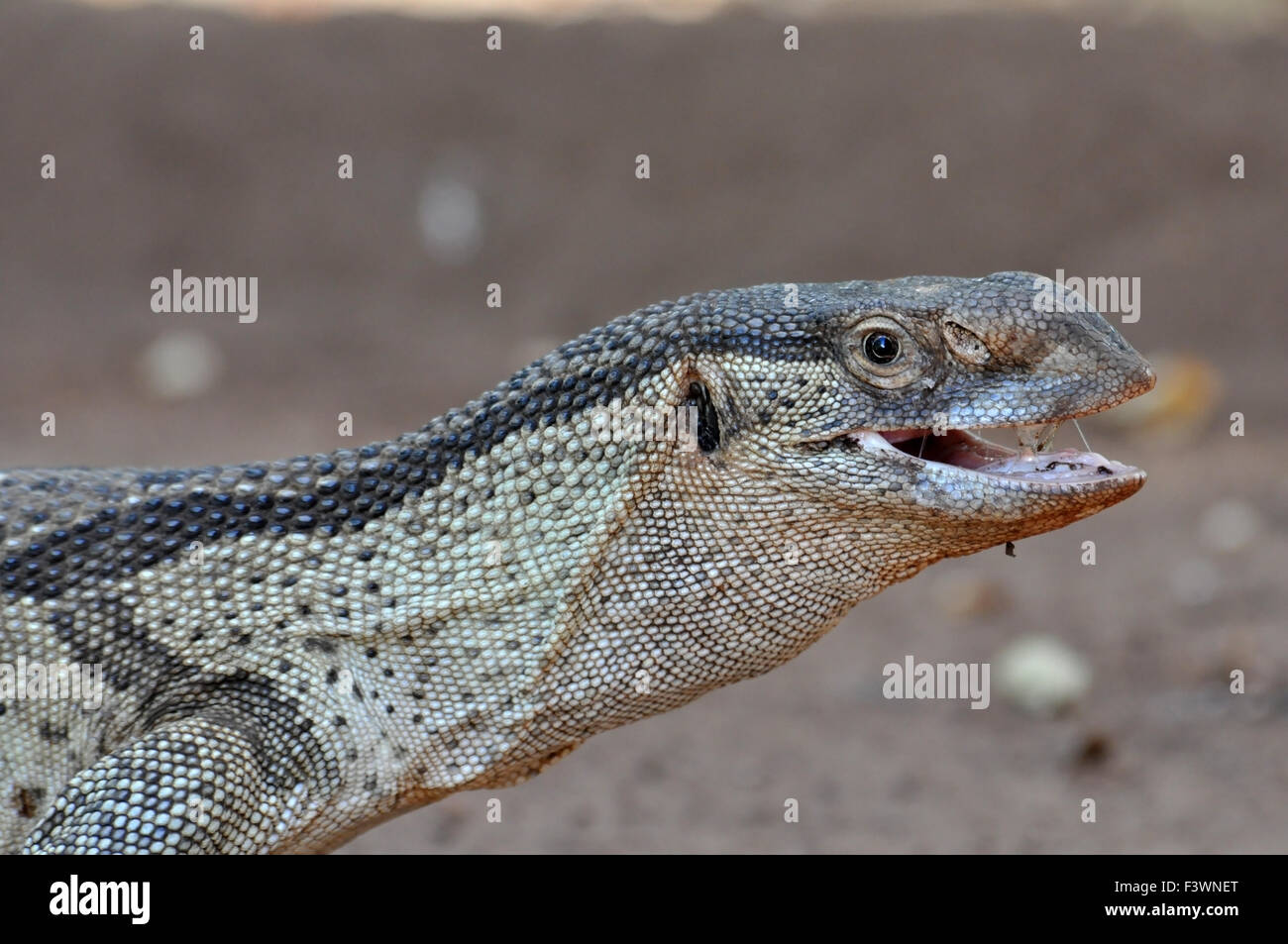 Leguan park hi-res stock photography and images - Alamy