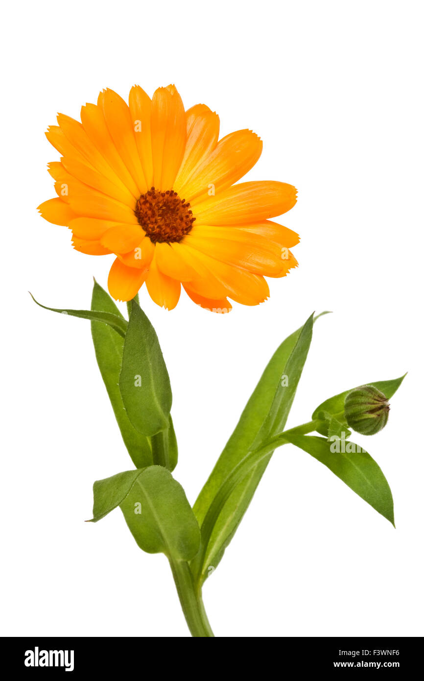Calendula bud hi-res stock photography and images - Alamy