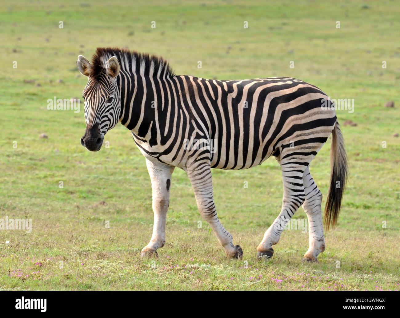 Zebra in jungle hi-res stock photography and images - Alamy