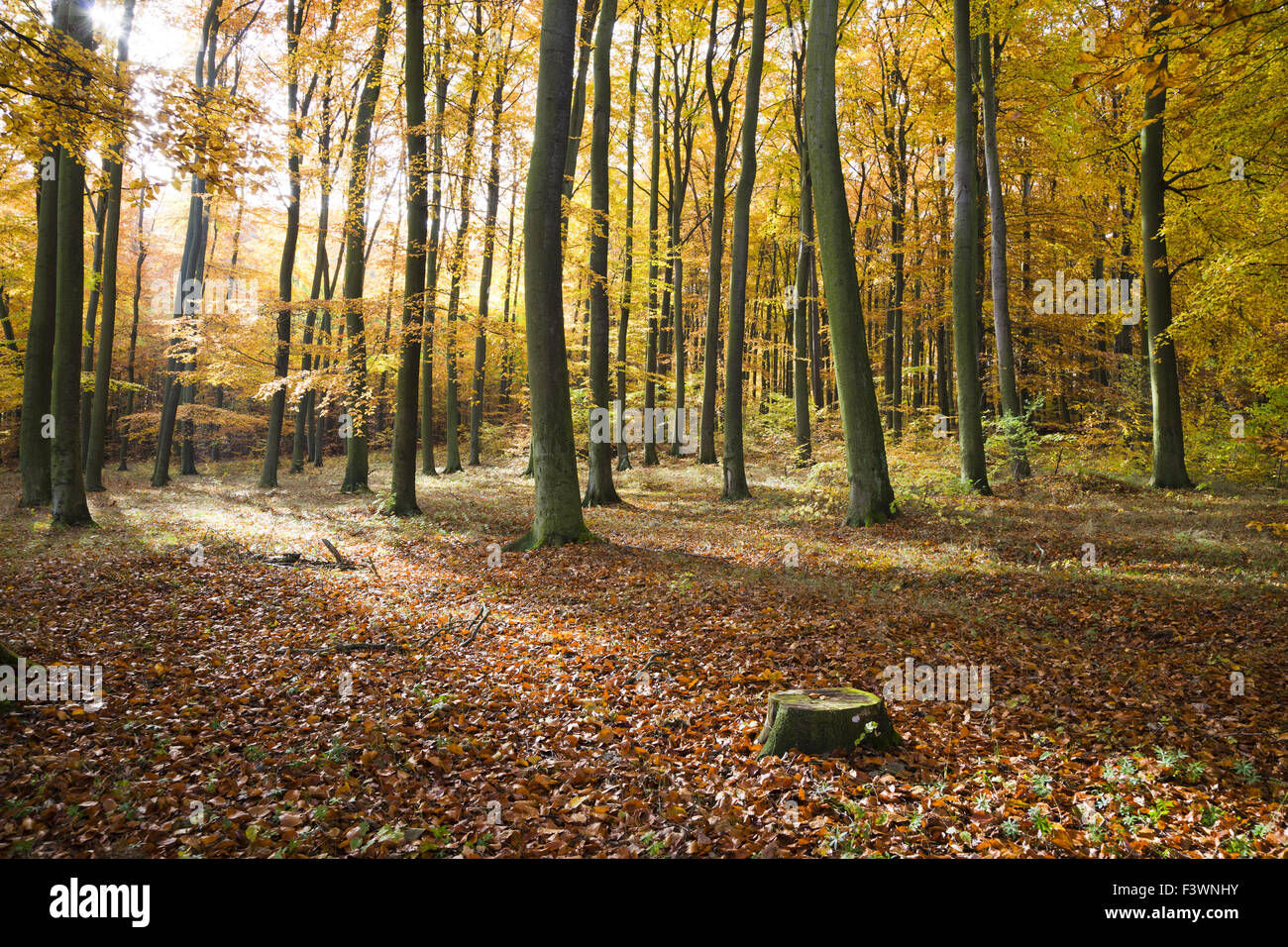 Beech forest in autumn Stock Photo - Alamy