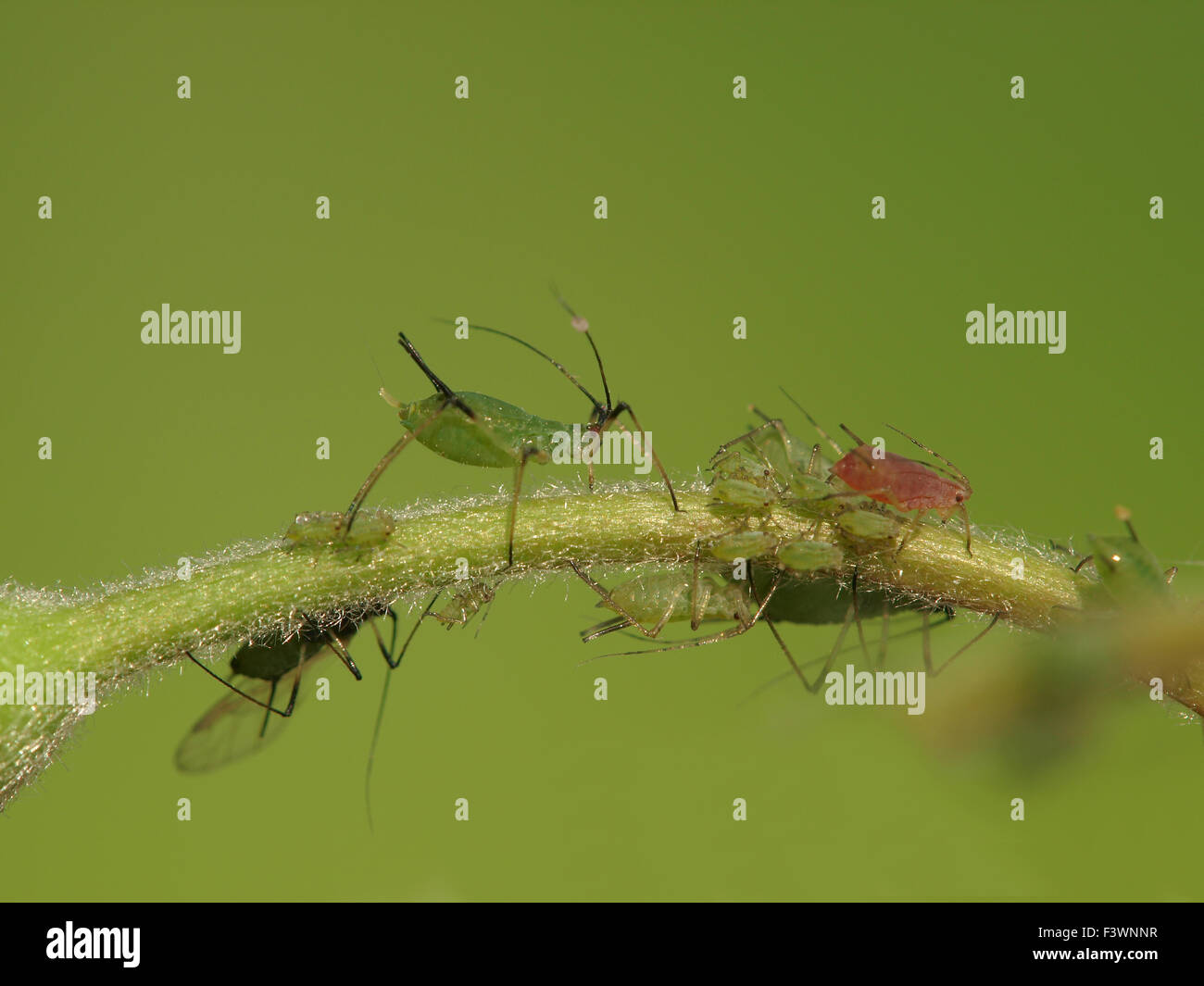 Gefrassi hi-res stock photography and images - Alamy