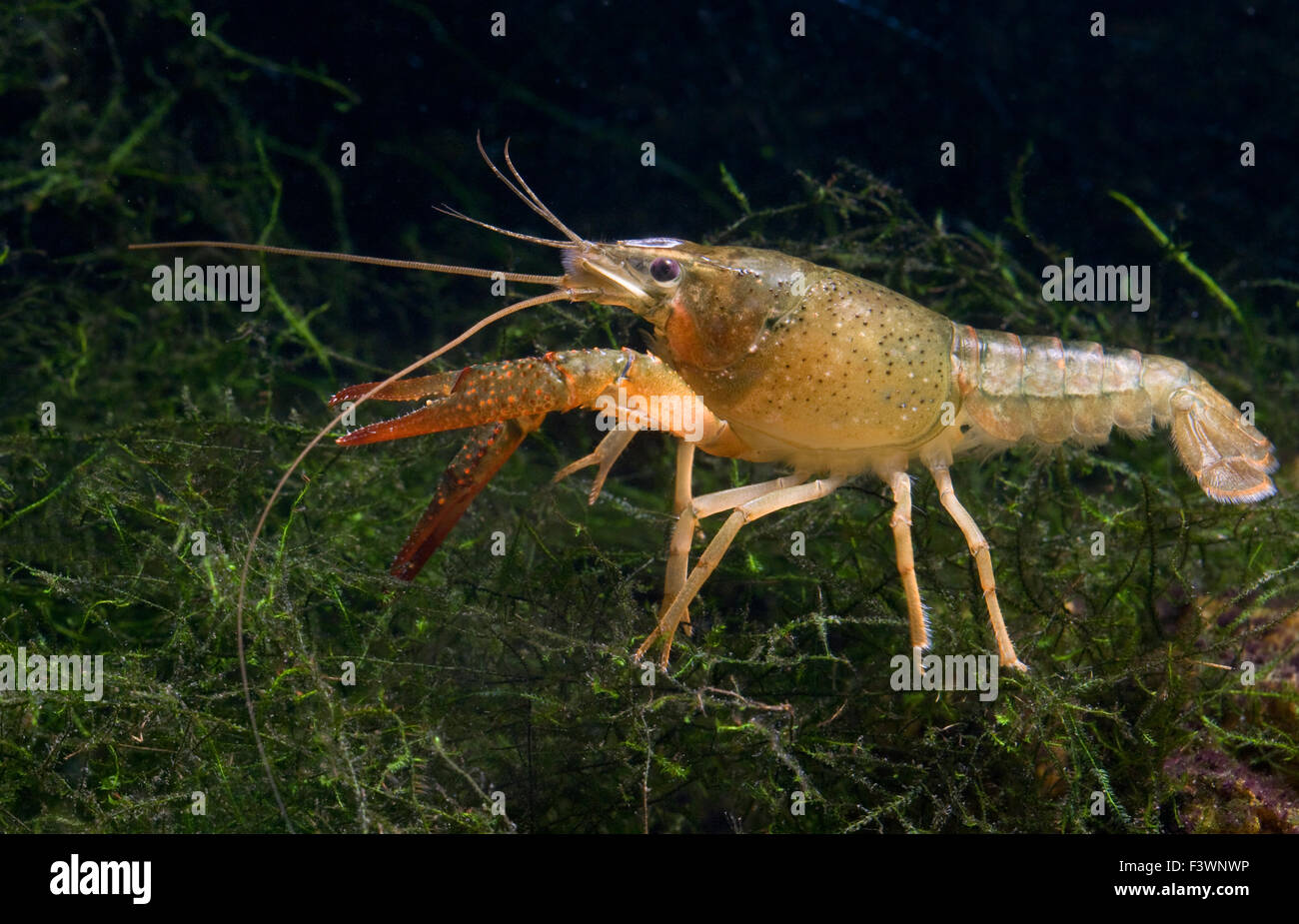 Crayfish eyes hi-res stock photography and images - Alamy