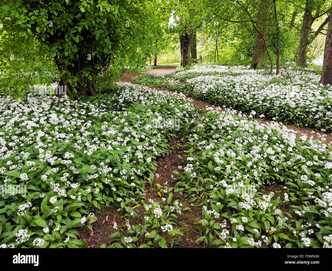 Woodland covered in wild garlic hi-res stock photography and images - Alamy