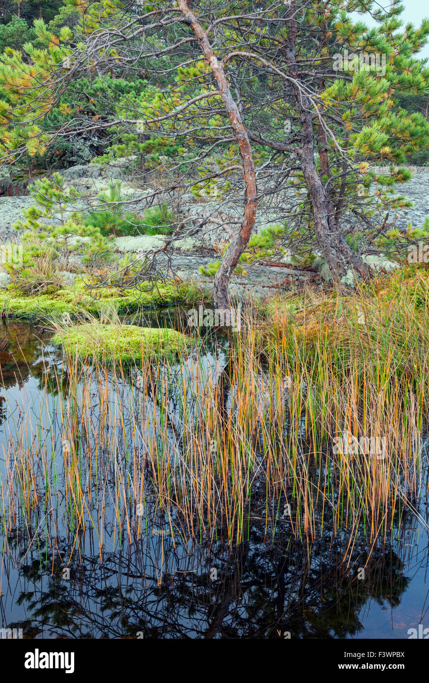 Aland nature landscape plant hi-res stock photography and images - Alamy