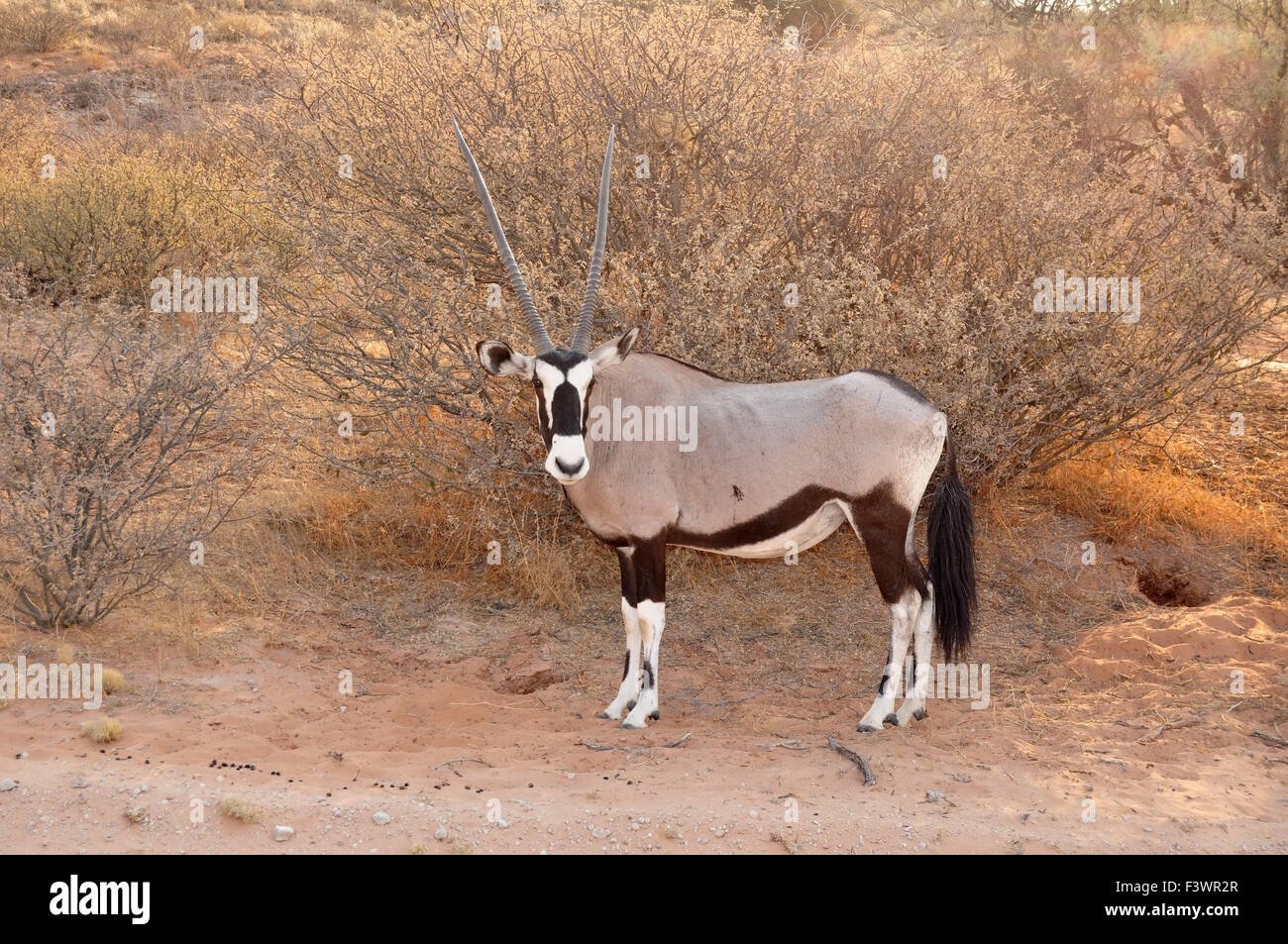 O wirbeltiere hi-res stock photography and images - Alamy
